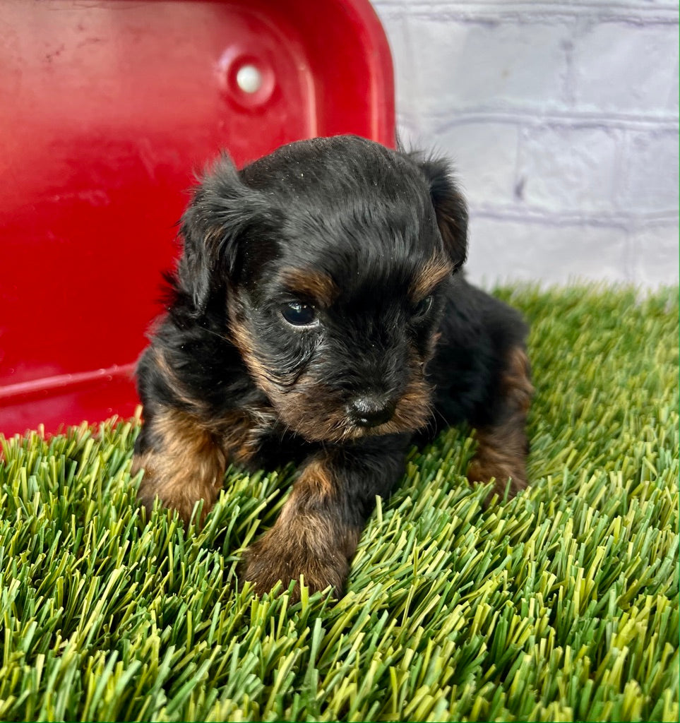 Reed – Creekside Puppy Adoptions